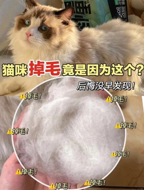 蓝猫掉毛严重是什么原因缩略图