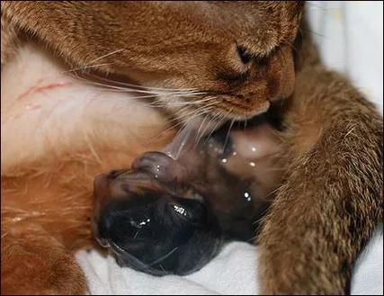 怎么帮猫生产图标
