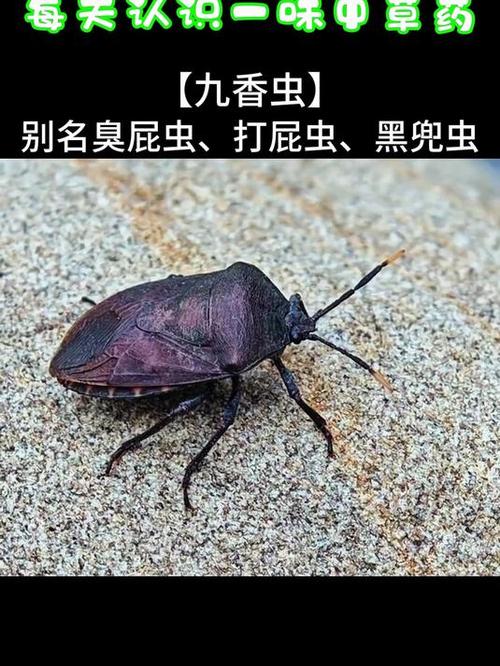 什么药可以杀死打屁虫图标