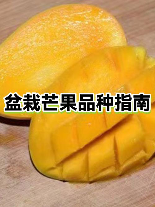 芒果可以冷藏吗图标