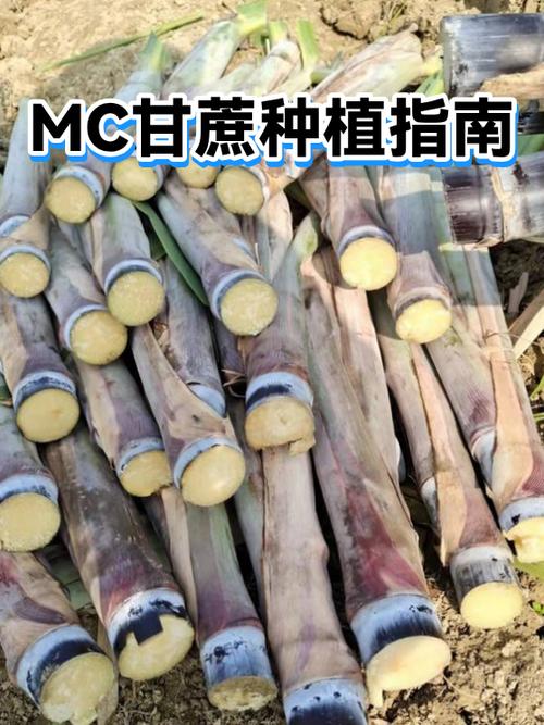 我的世界甘蔗种植条件图标