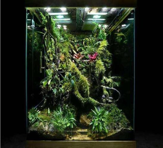 雨林缸造景图图标