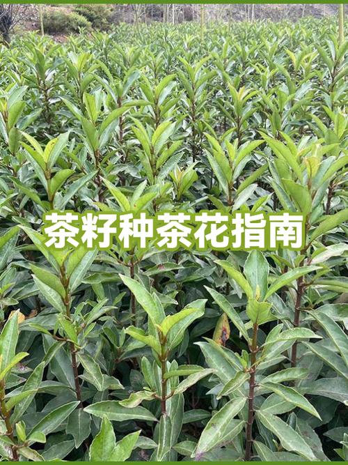 茶花品种介绍截图
