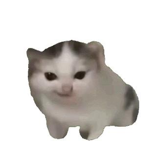 可爱的猫表情包