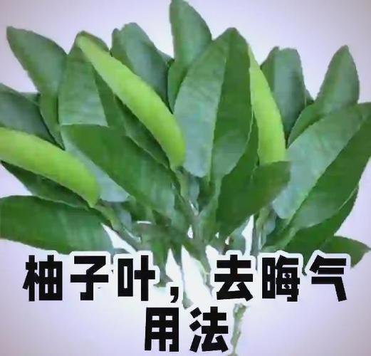 柚子叶放哪里辟邪图标