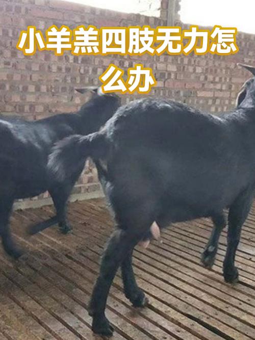 小羊羔四肢无力发软怎么回事图标