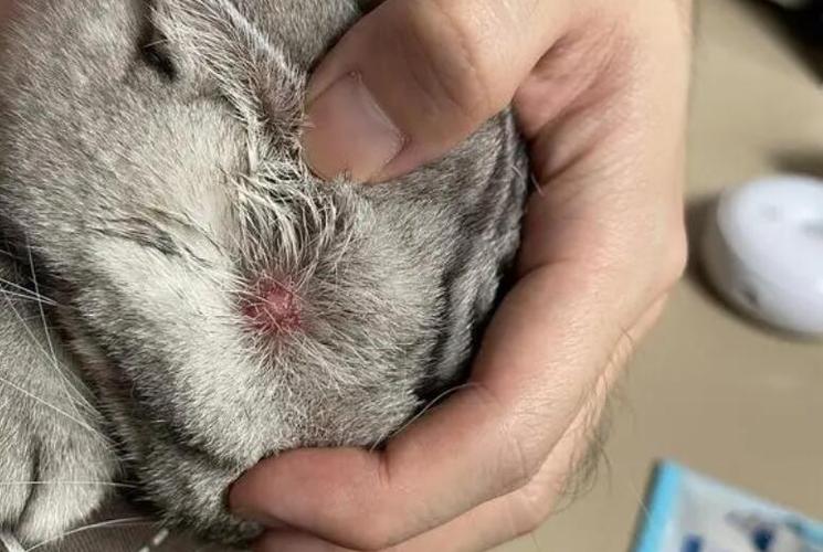 小猫咪脖子上有个突出的疙瘩图标