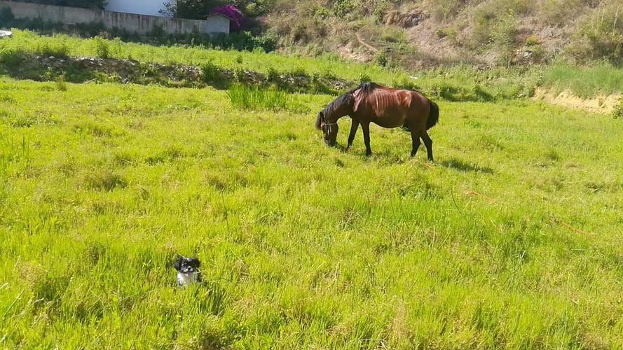 适合农村养的小型犬图标