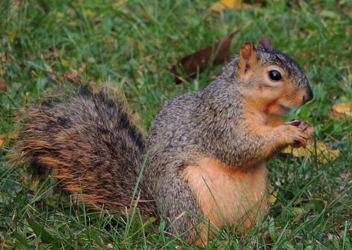 happy squirrel图标