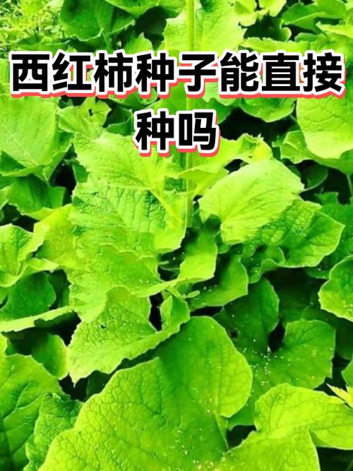 西红柿籽可以直接种吗截图