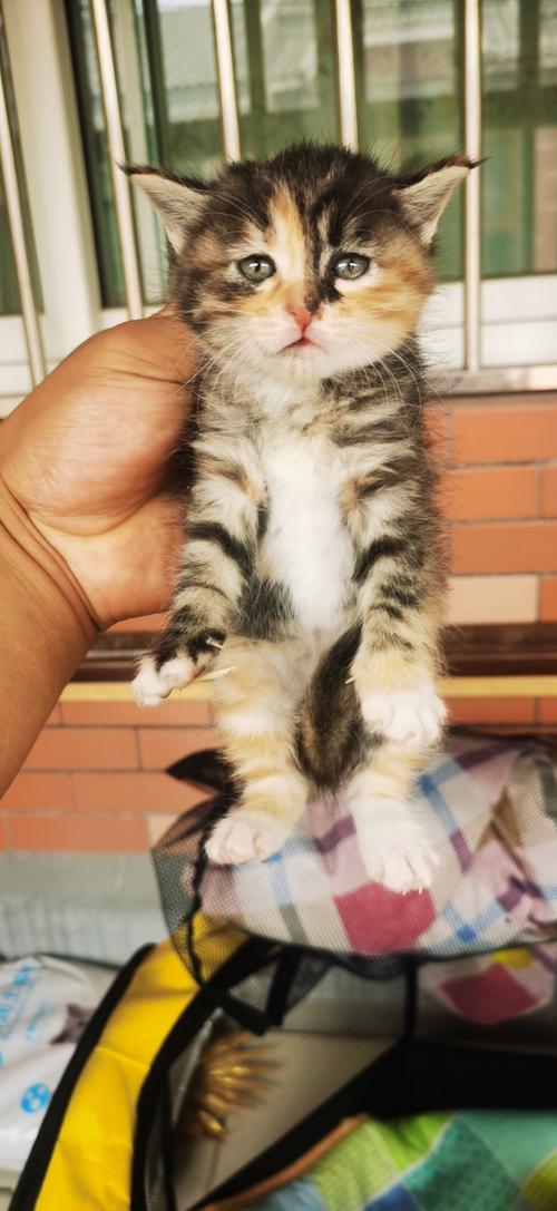 美短和橘猫配出来是什么颜色图标
