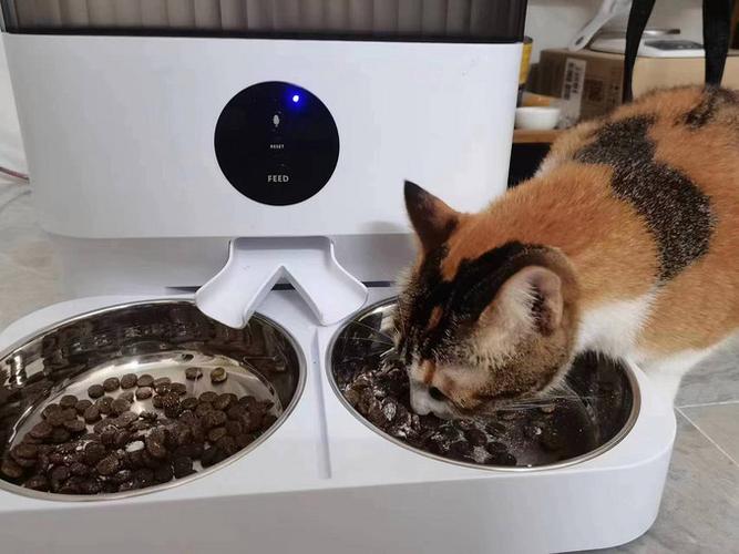 自动喂猫粮机截图