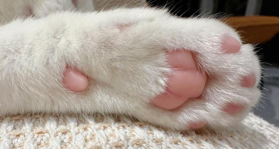 猫爪视频下载图标
