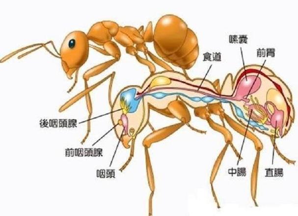 蚂蚁省是真的吗图标
