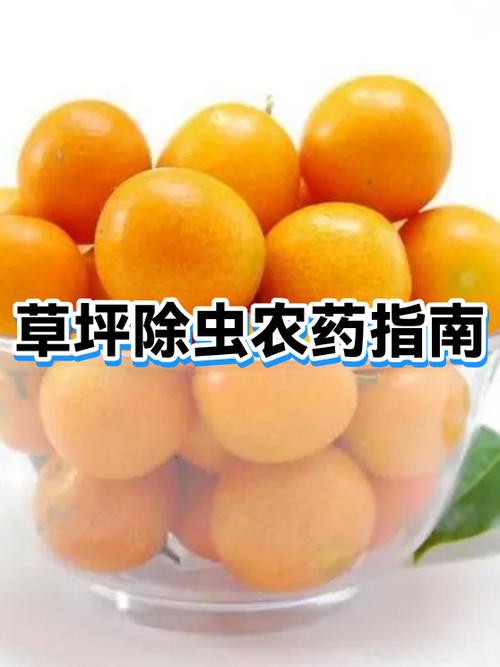 什么农药能把草根除掉截图