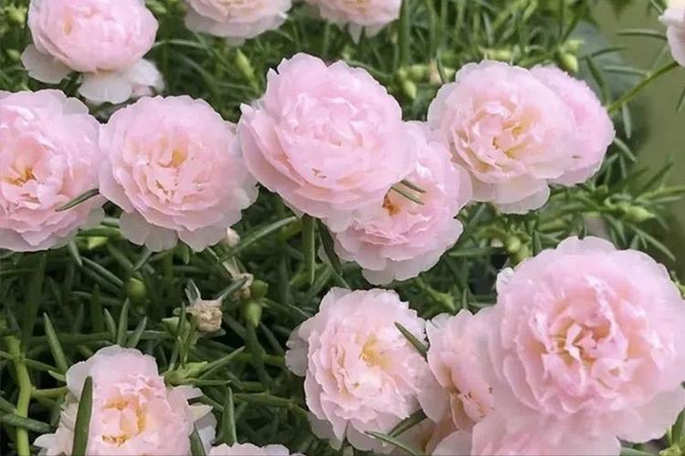你说你喜欢花却不愿意种花截图