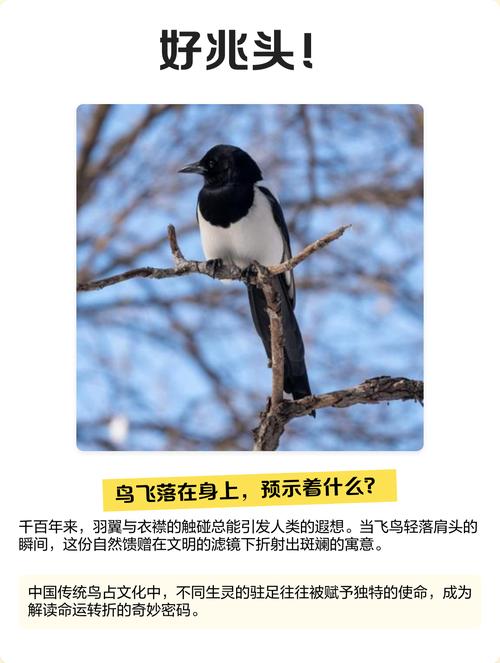 鸟飞在人的头上预兆什么图标