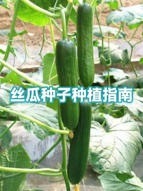 丝瓜旁边种辣椒可以吗图标