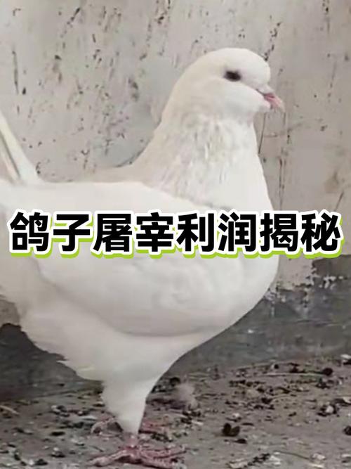 鸽子的利润与成本图标