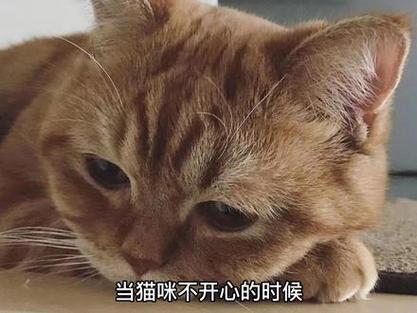 喵呜是什么意思图标