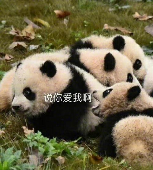 熊猫说话图标