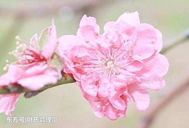 正缘桃花是真爱吗图标