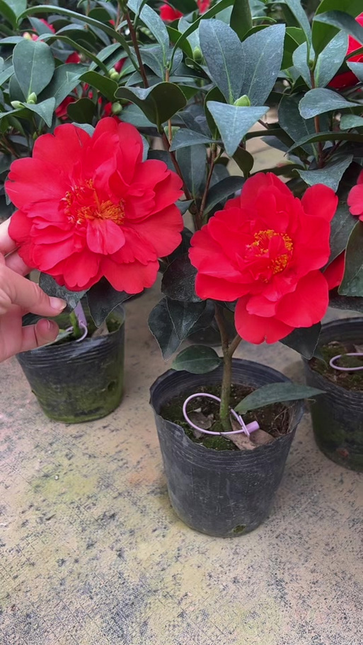 四季茶花用什么土最好呢图标