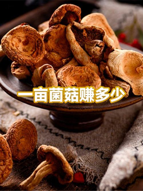 种植菌类要投资多少钱图标