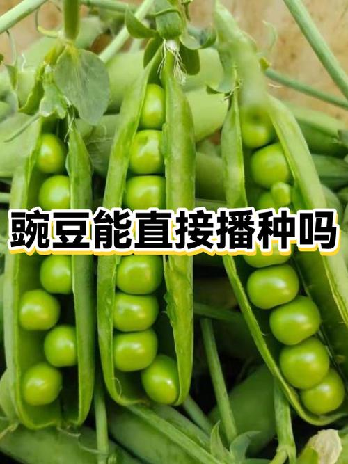 用户协议豌豆直播逗要在一起