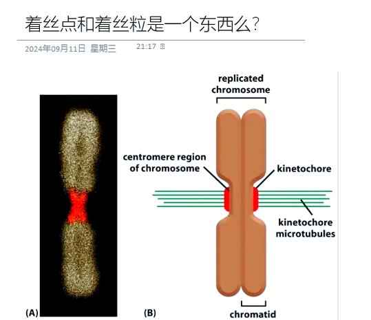 染色体数等于着丝点数吗图标