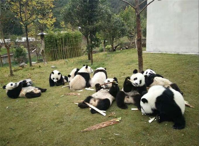 看大熊猫去哪里最好图标