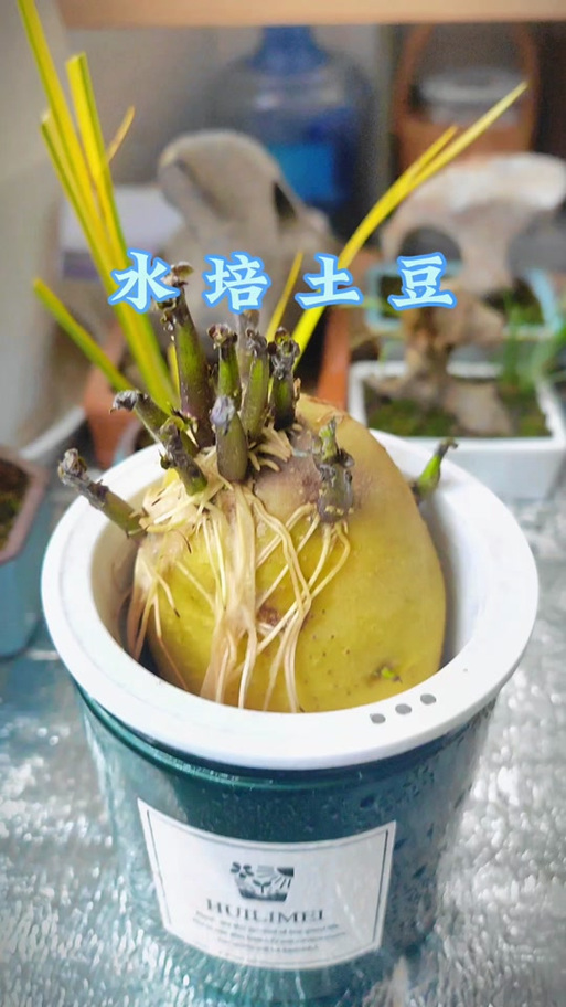 轻微发芽的土豆图标