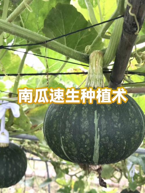 如何种植南瓜图标