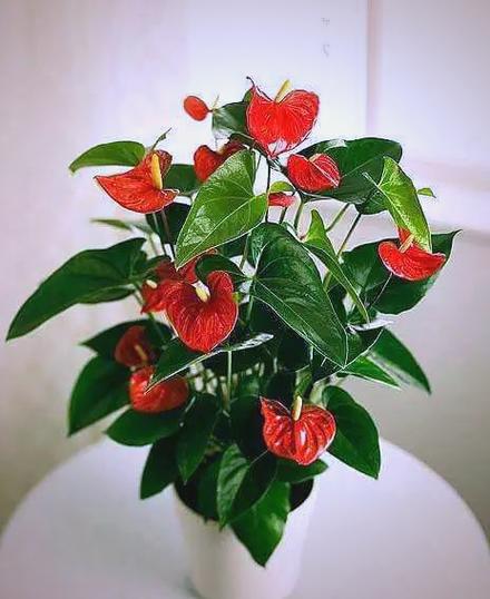 门前栽什么花草招财图标