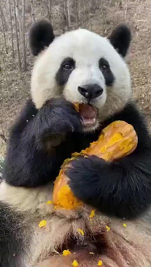 大熊猫都吃什么食物图标