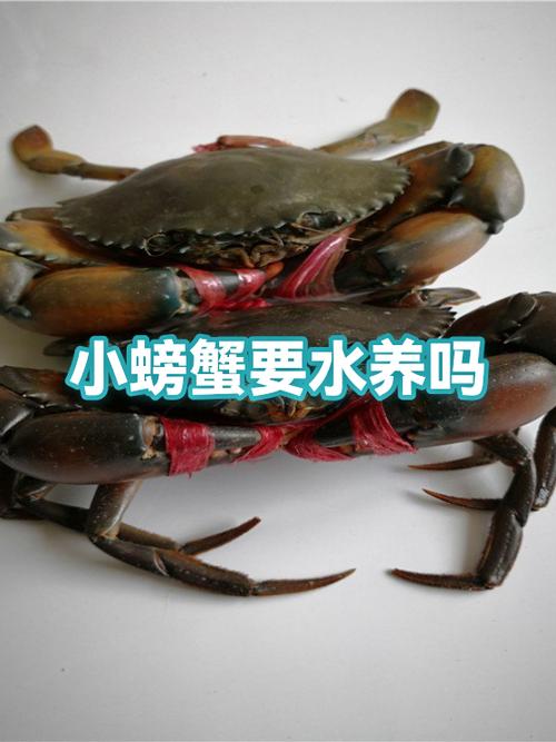 小螃蟹安卓版下载