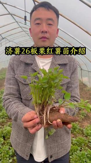 济薯26对比秦薯5号哪个好图标