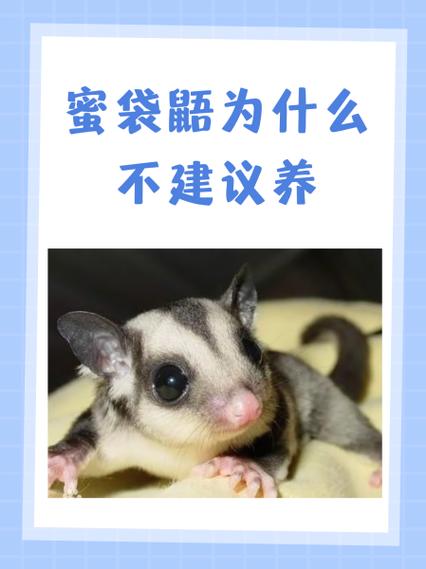 蜜袋鼯最难养的阶段