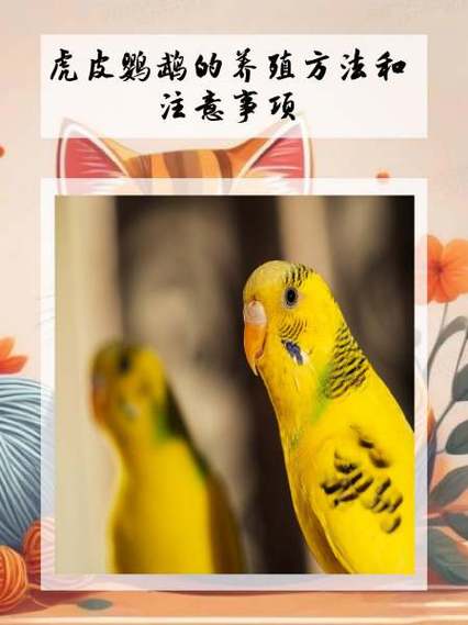 虎皮鹦鹉养殖技术图标