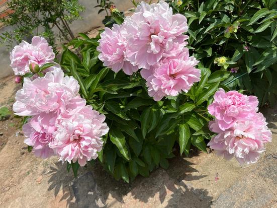 芍药花长什么样子图标