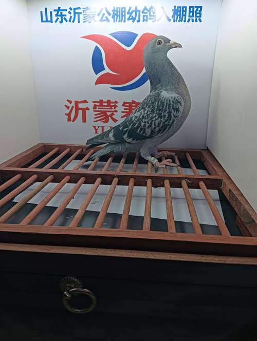 中国信鸽公棚各地公棚