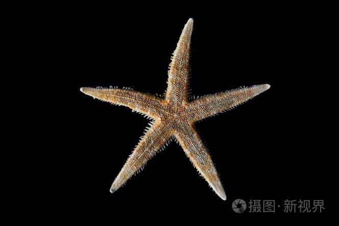 海星里面黑色的能吃吗截图
