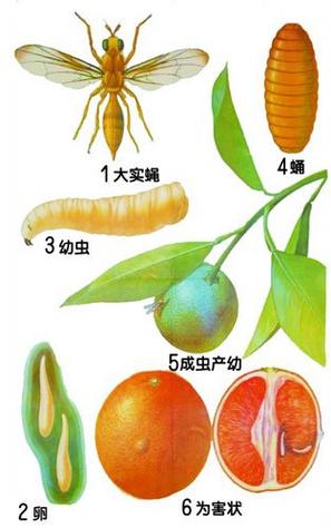 果园捕捉虫图标