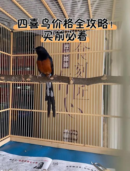 买鸟一般在哪里买图标