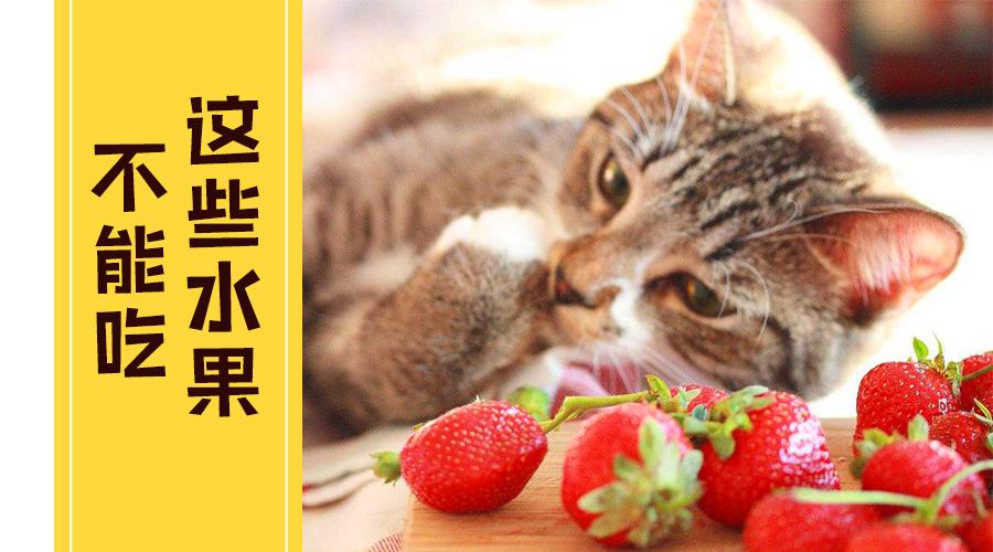 猫咪不能吃什么水果图标