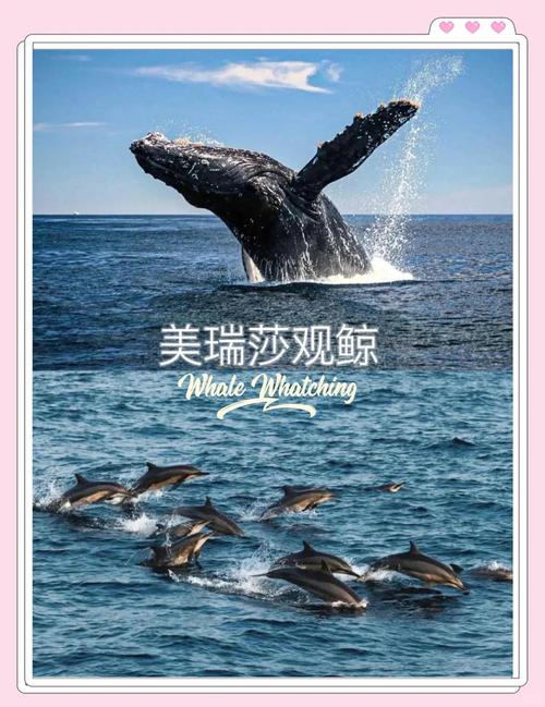 鲸看看去广告截图