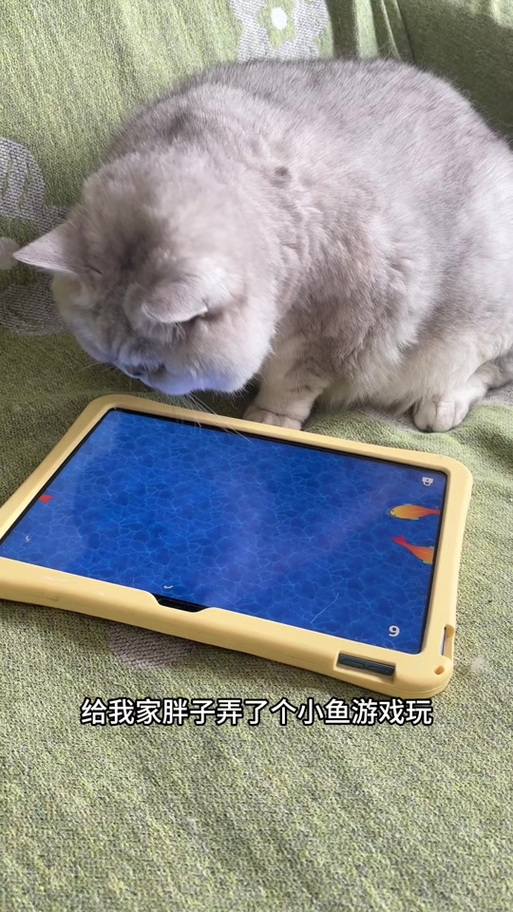 猫咪可以玩的触屏游戏截图
