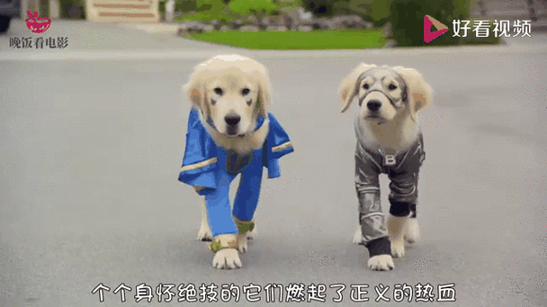 小白狗套项圈表情包gif