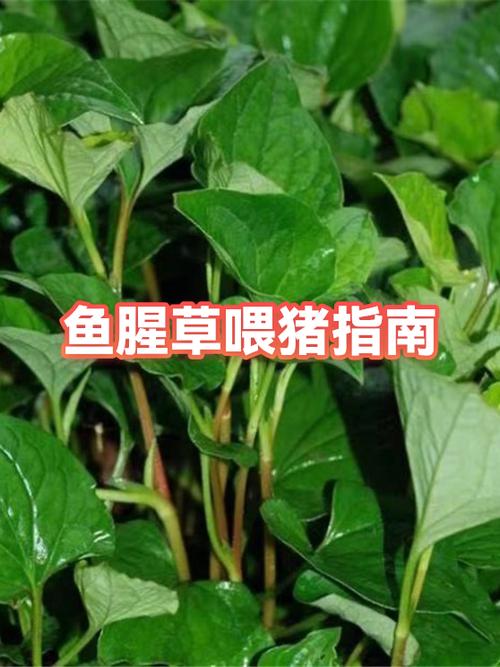 养猪用什么草喂最好