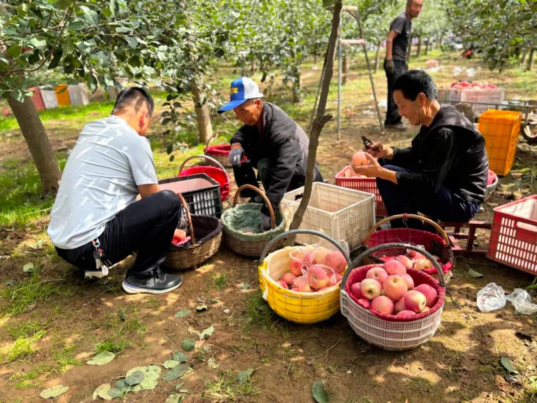 悠闲生活从山村果园开始图标